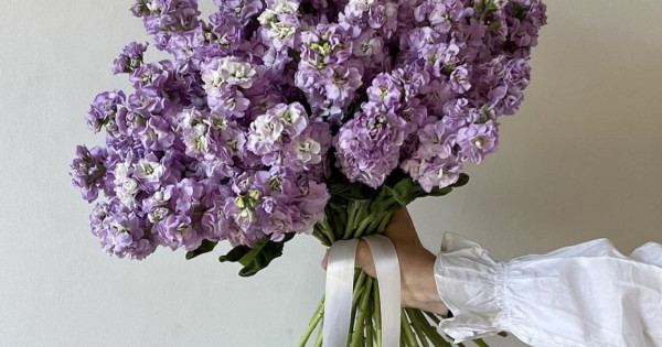 Lavender matthiola - PrefereFleur