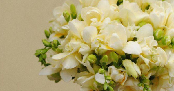 Freesia Wedding Bouquet - PrefereFleur